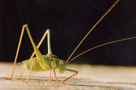 Cockroaches look like human – Kaheel Encyclopedia