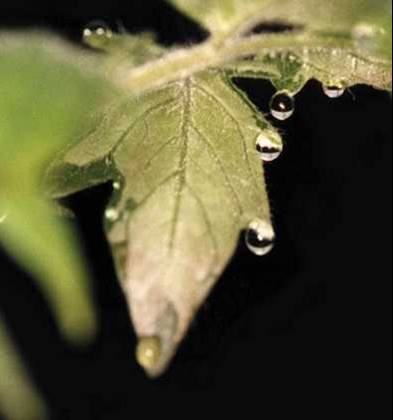 The Plants’ Crying – Kaheel Encyclopedia